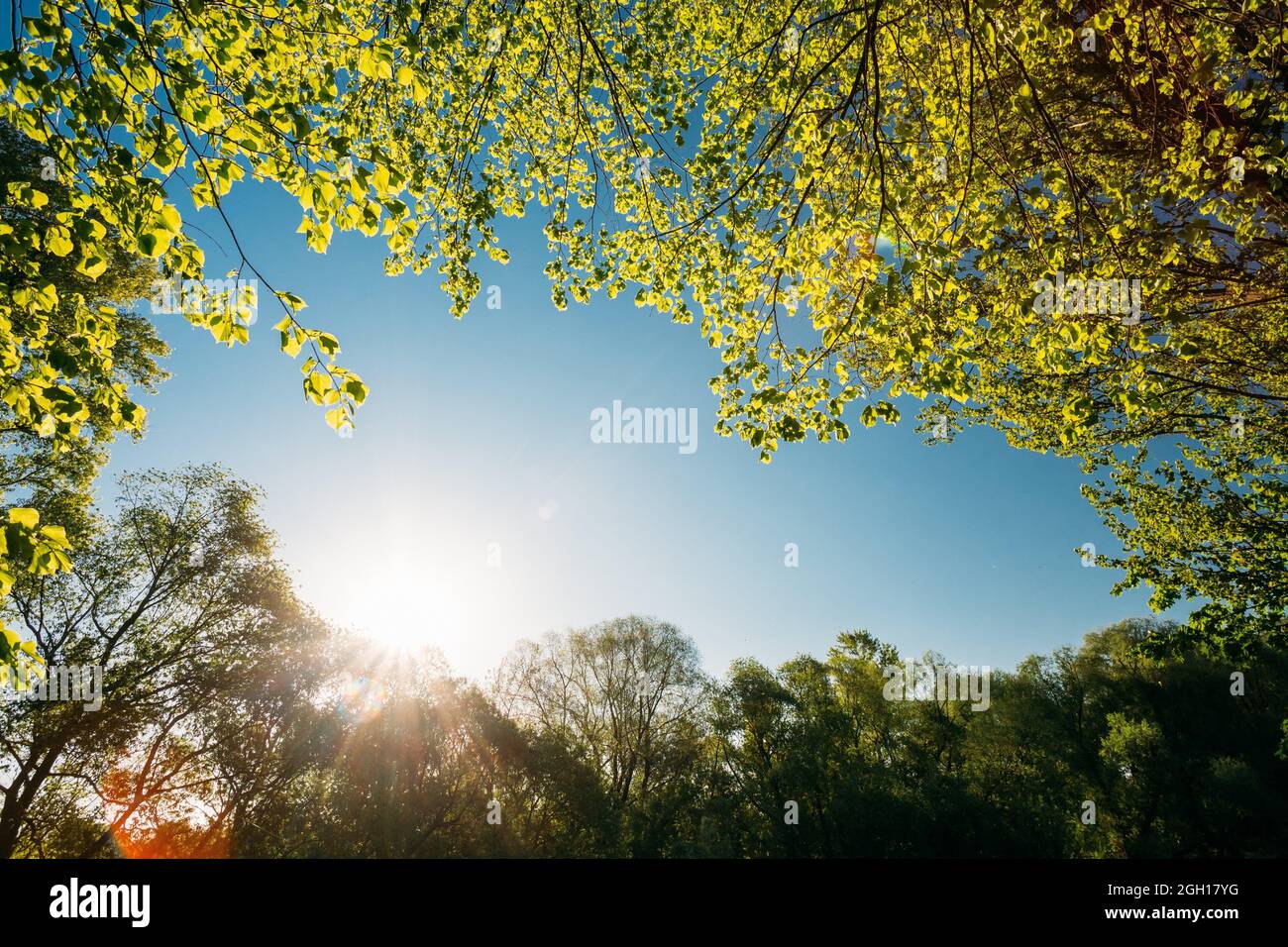 Sun rising under tree hi-res stock photography and images - Alamy