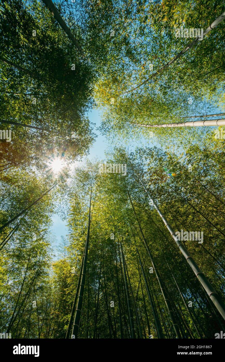 Bamboo tree canopy hi-res stock photography and images - Alamy
