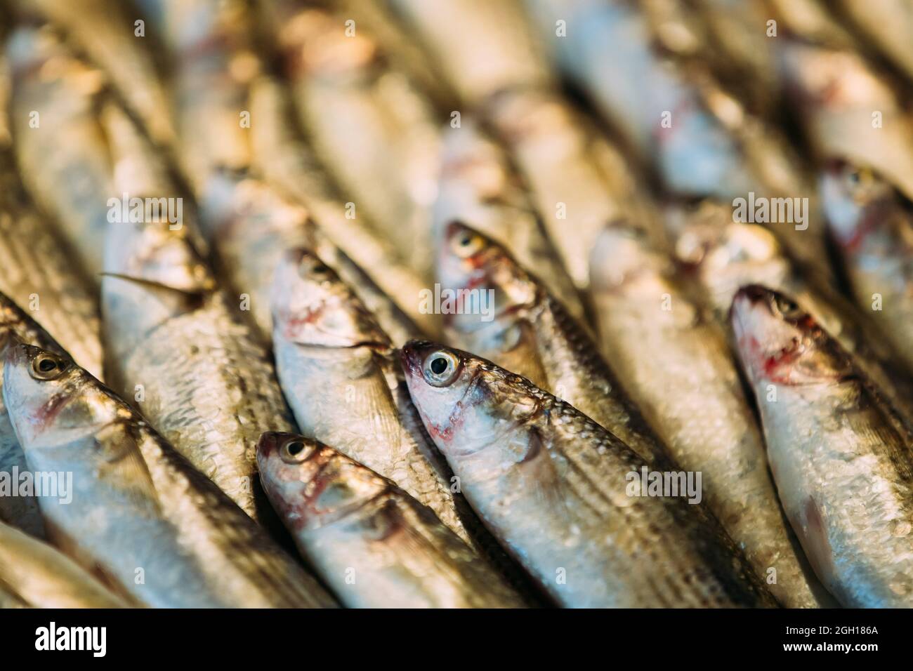 Fresh Sprat Fish On Display On Ice On Market Store Shop. Seafood Fish ...