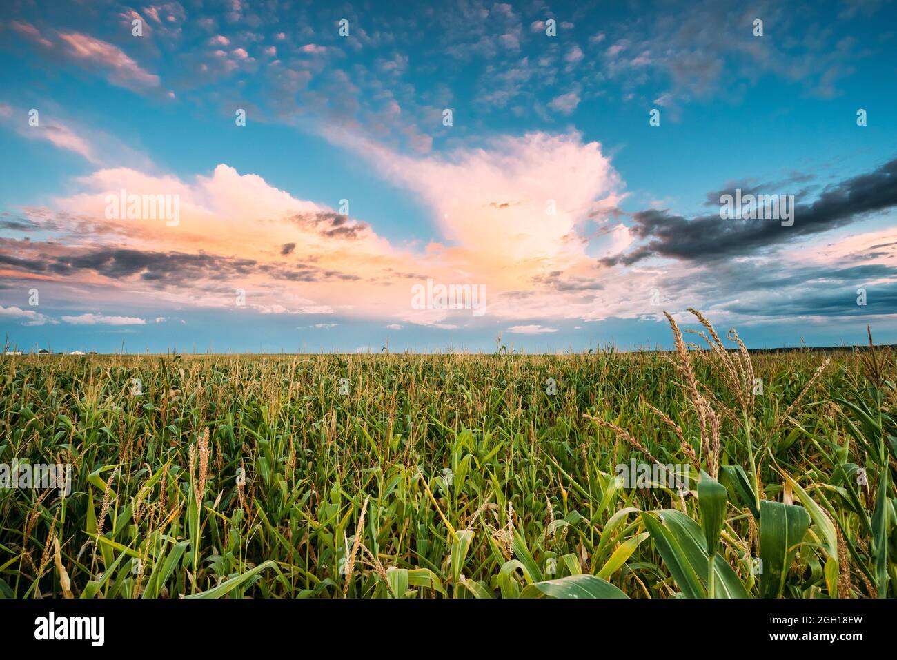 Maize plantation organic hi-res stock photography and images - Alamy
