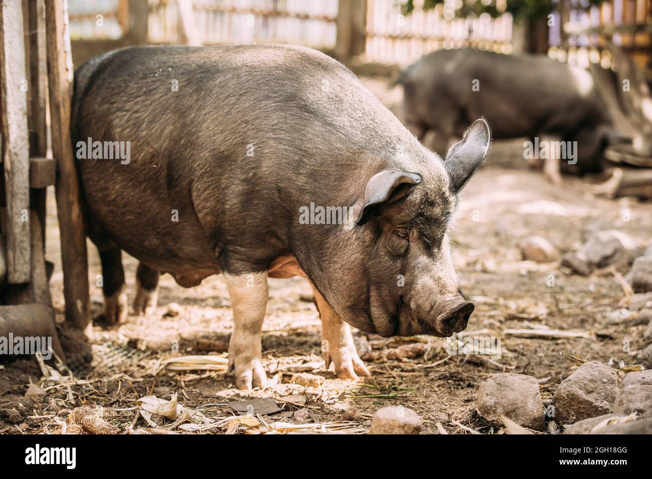 Itch animal hi-res stock photography and images - Alamy