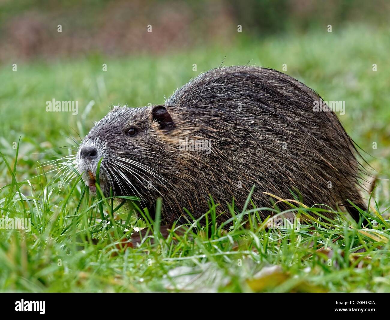 Closeup view of cute tiny otters lying on the grass near the tree in ...