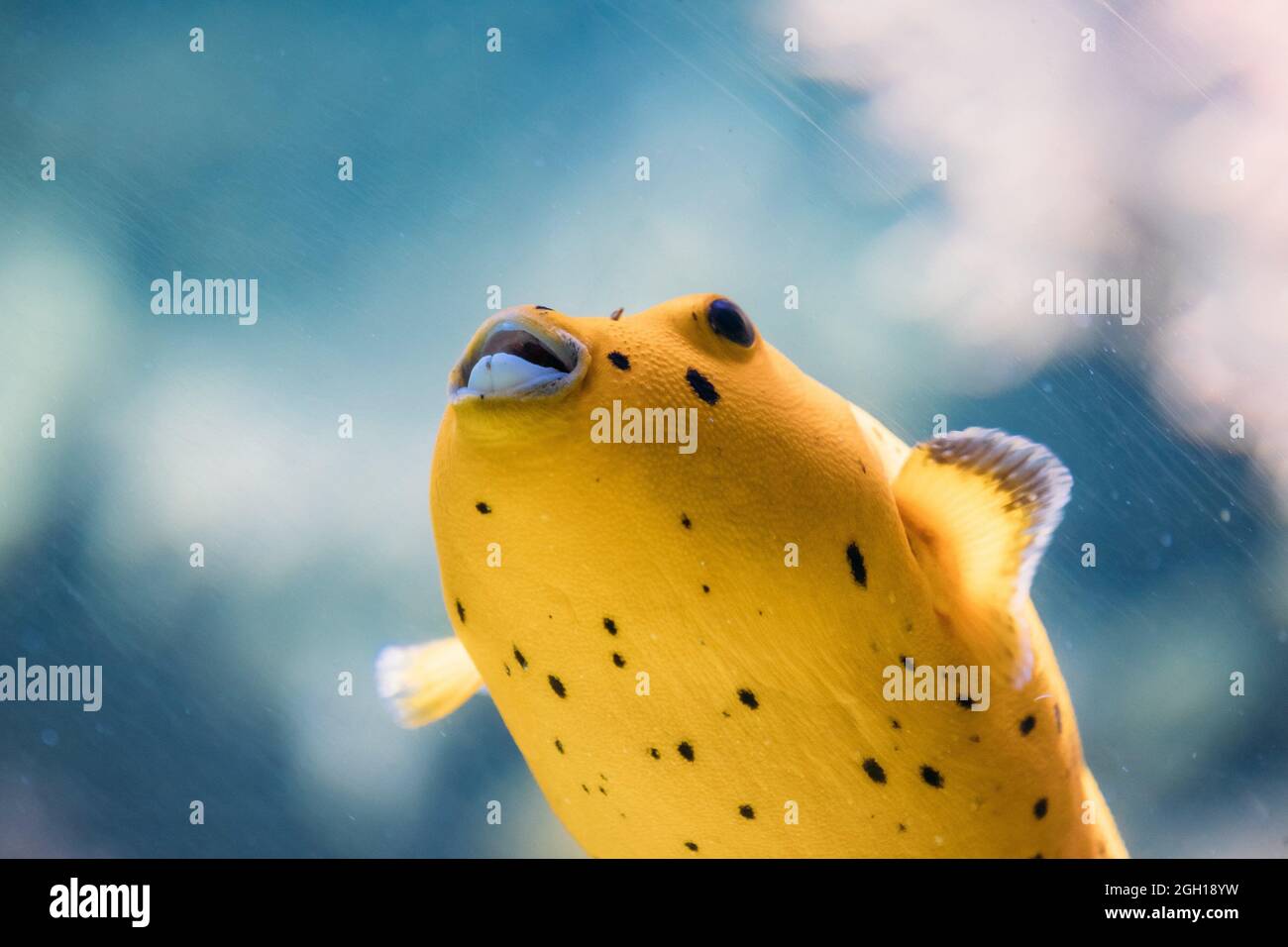 Golden Puffer High Resolution Stock Photography and Images - Alamy