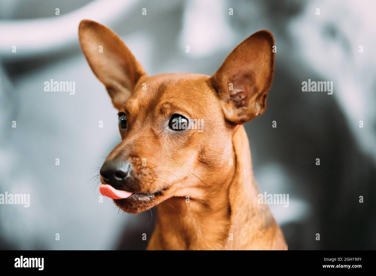 Dog miniature pinscher adult portrait hi-res stock photography and ...