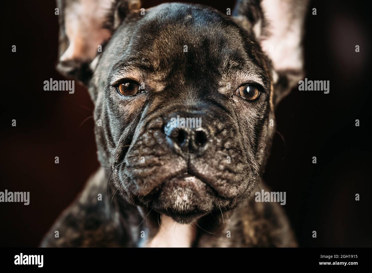 Close up bulldog eye hi-res stock photography and images - Alamy
