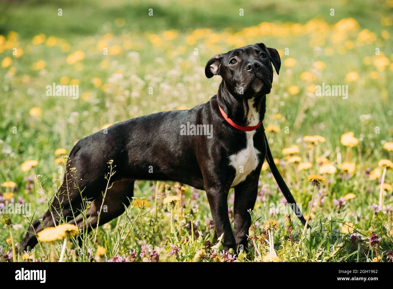 Staffordshire flower hi-res stock photography and images - Alamy