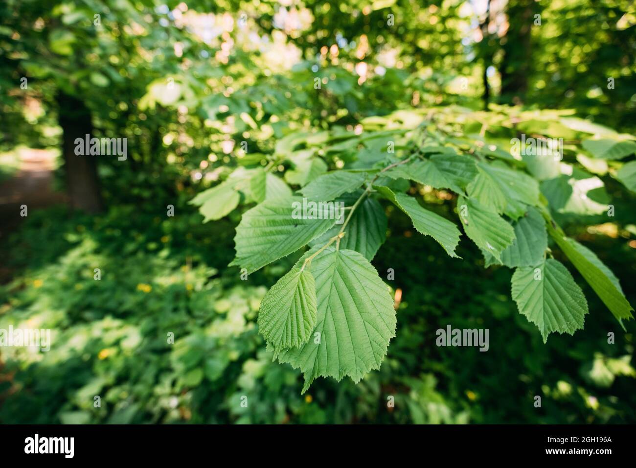 Alnus viridis green alder hi-res stock photography and images - Alamy