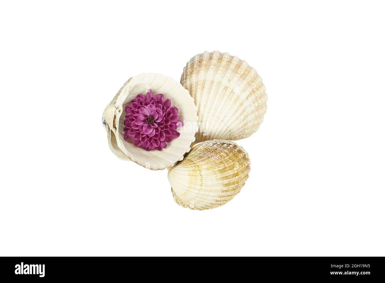 Sea shells isolated on white background. Shell, Seashell or Conch ...