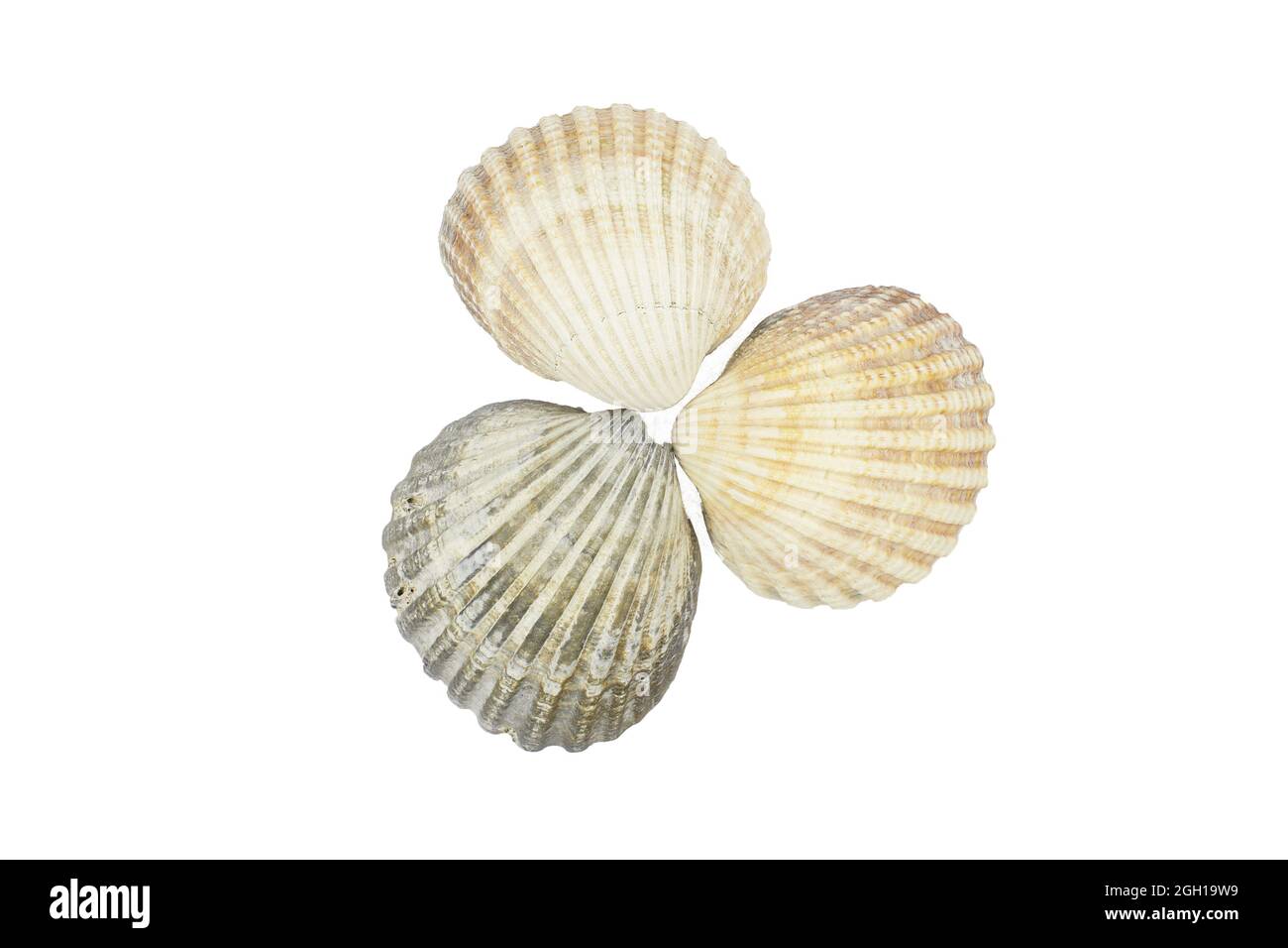 Sea shells isolated on white background. Shell, Seashell or Conch ...