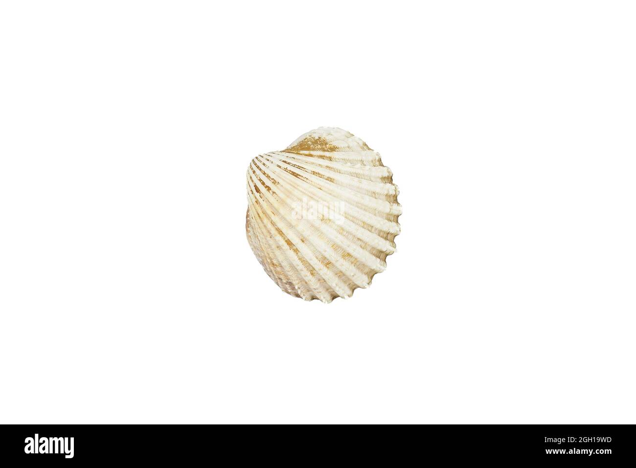 Sea shells isolated on white background. Shell, Seashell or Conch ...