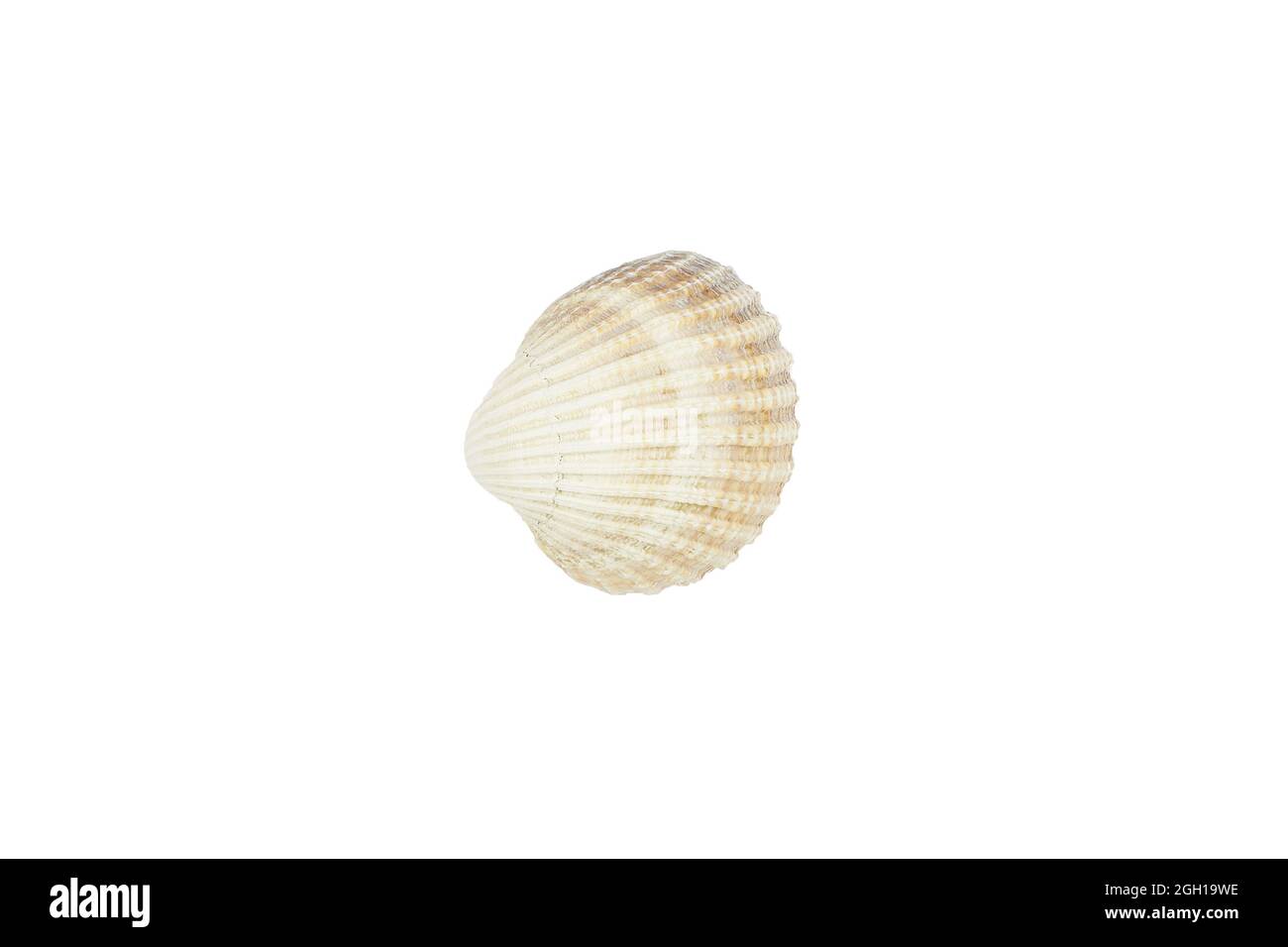 Sea shells isolated on white background. Shell, Seashell or Conch ...