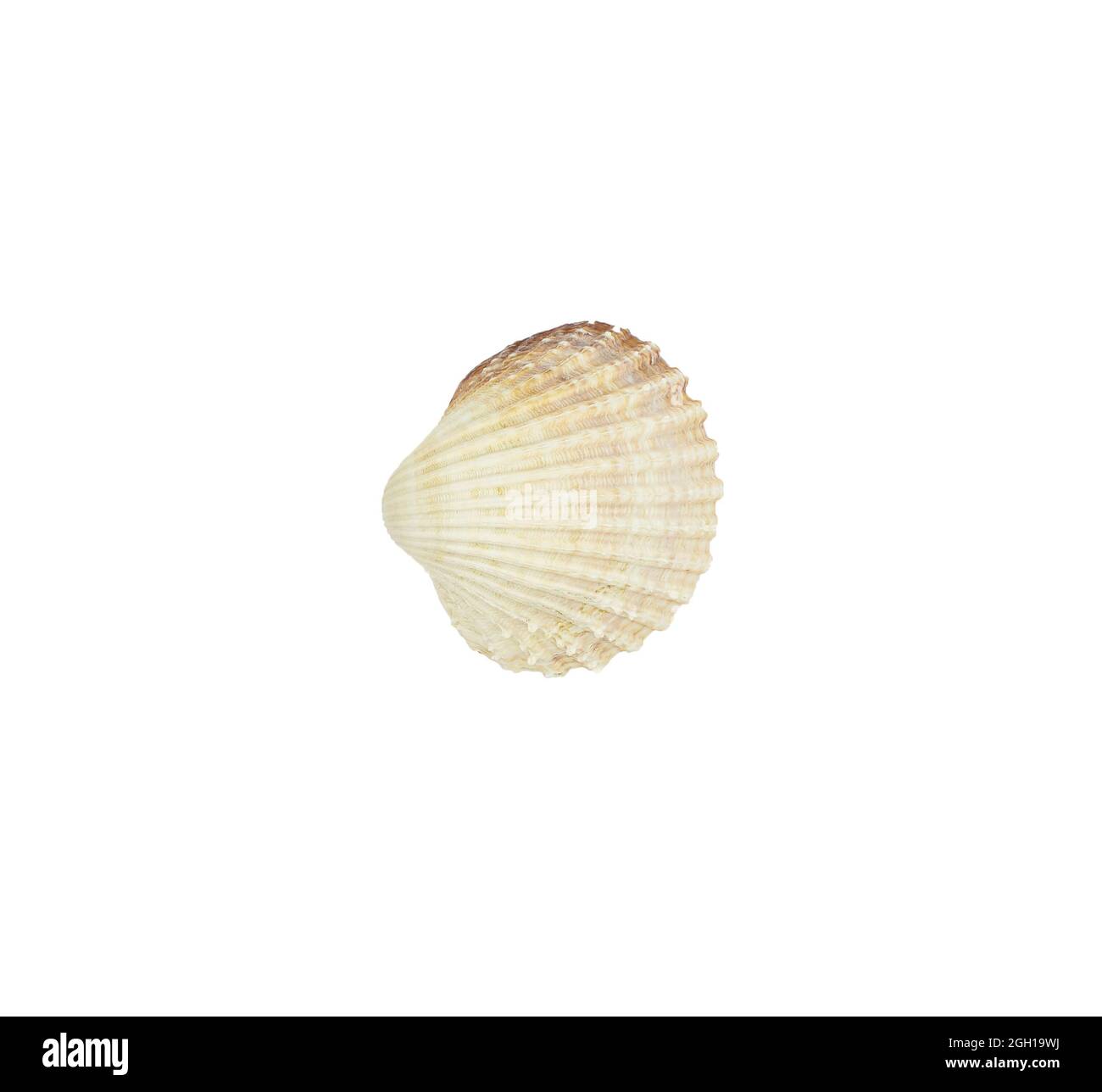 Sea shells isolated on white background. Shell, Seashell or Conch ...