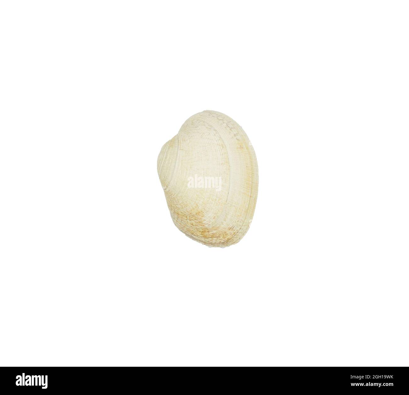 Sea shells isolated on white background. Shell, Seashell or Conch ...