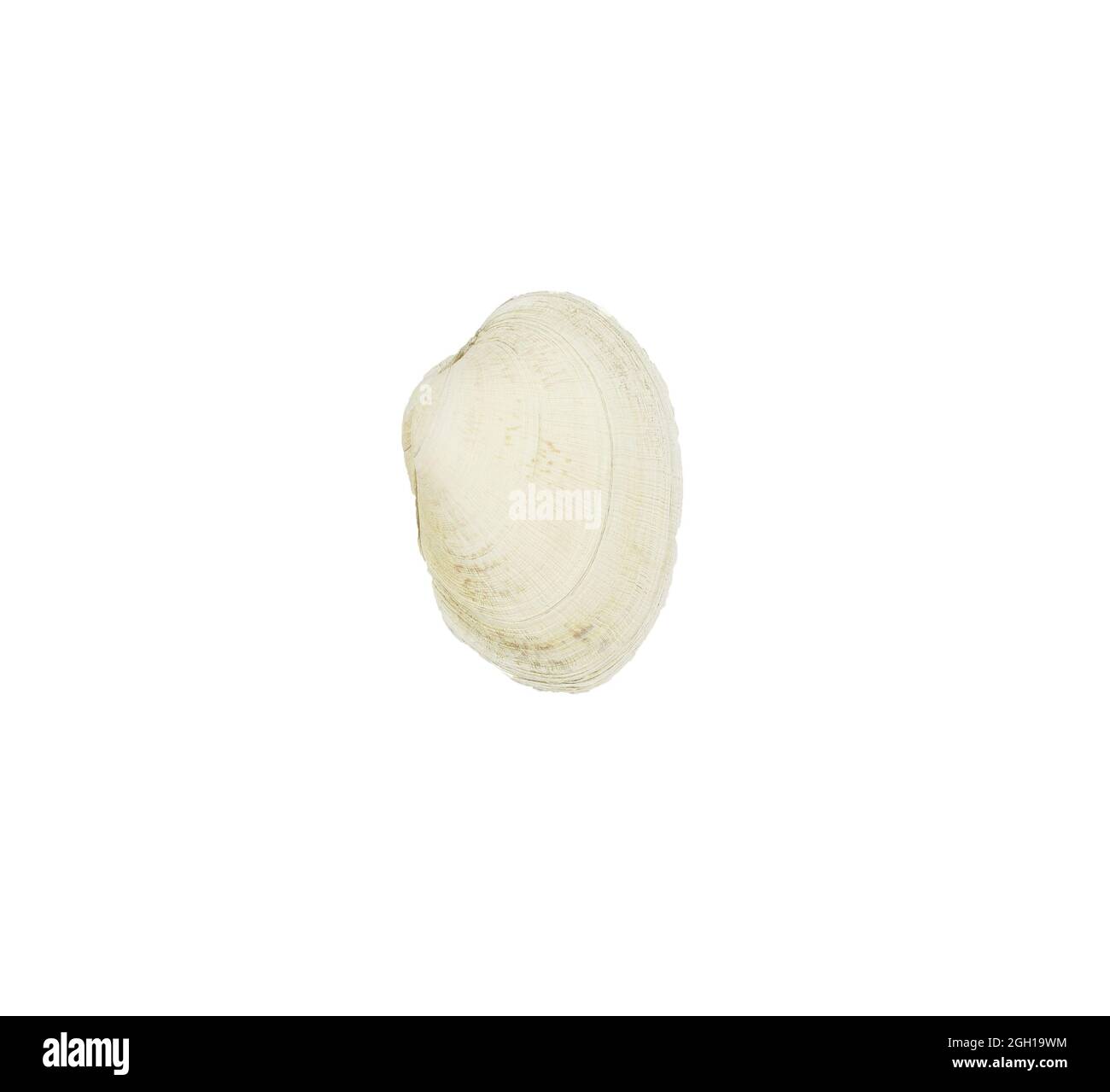 Sea shells isolated on white background. Shell, Seashell or Conch ...