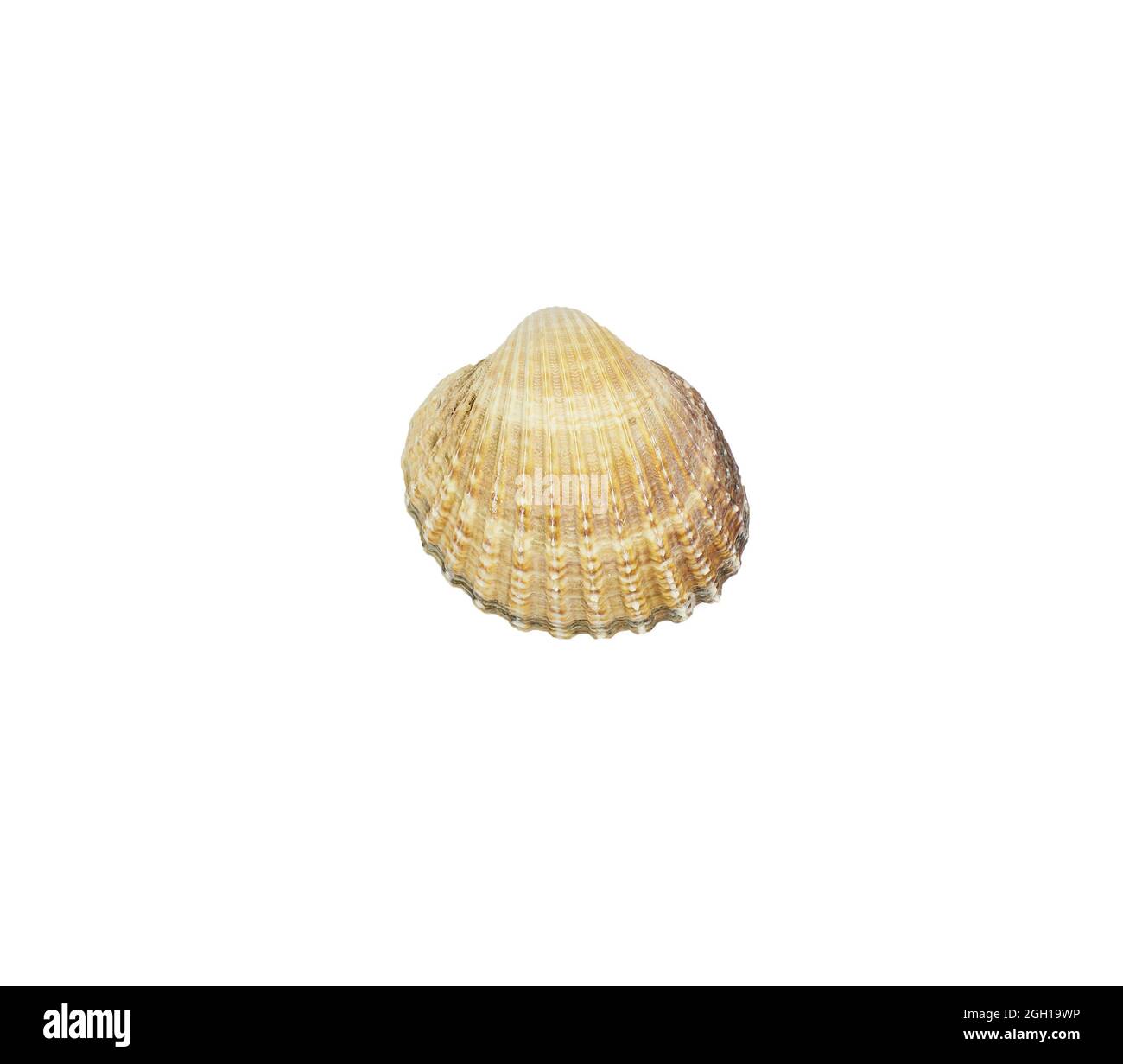 Sea shells isolated on white background. Shell, Seashell or Conch ...