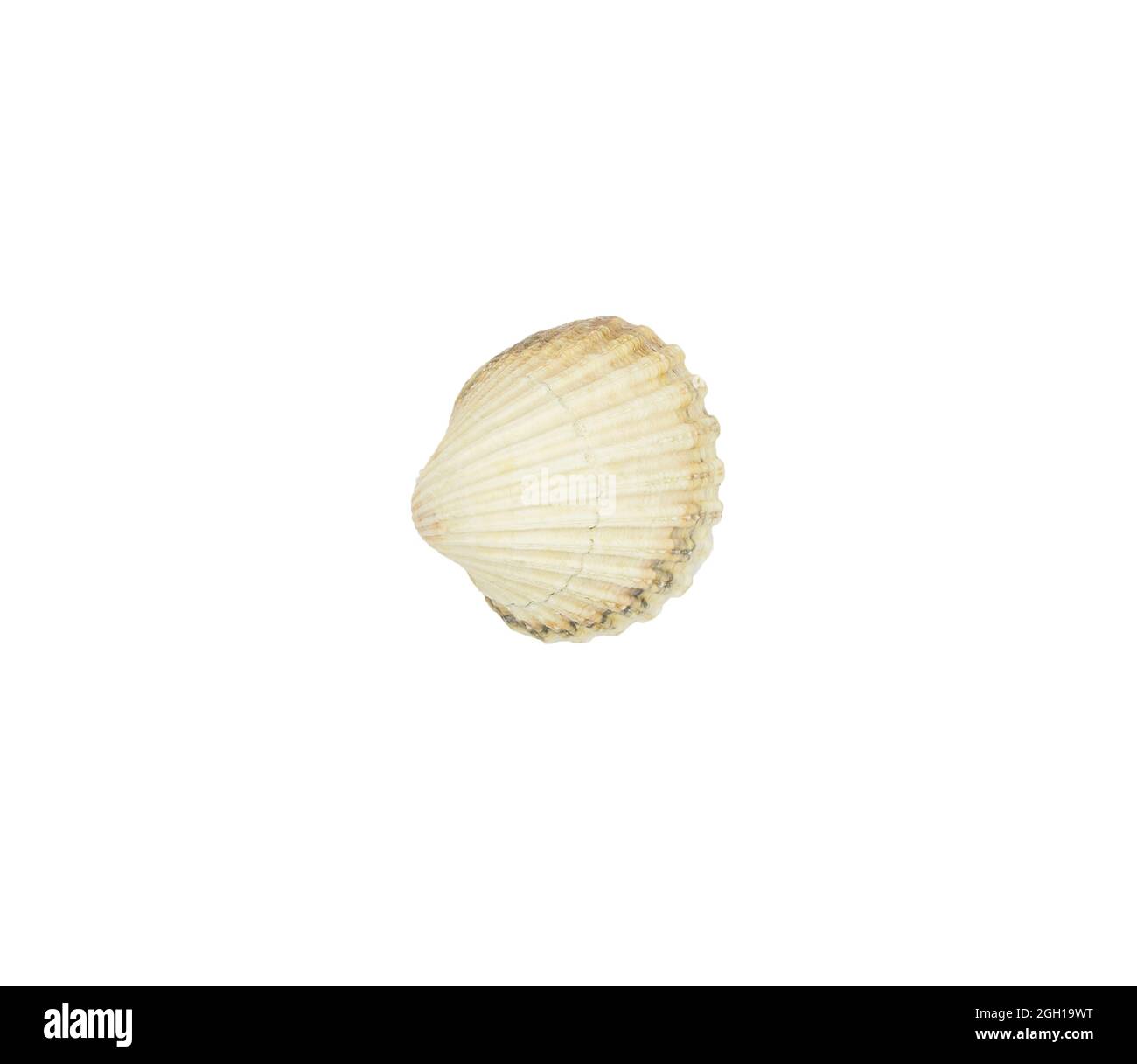 Sea shells isolated on white background. Shell, Seashell or Conch ...
