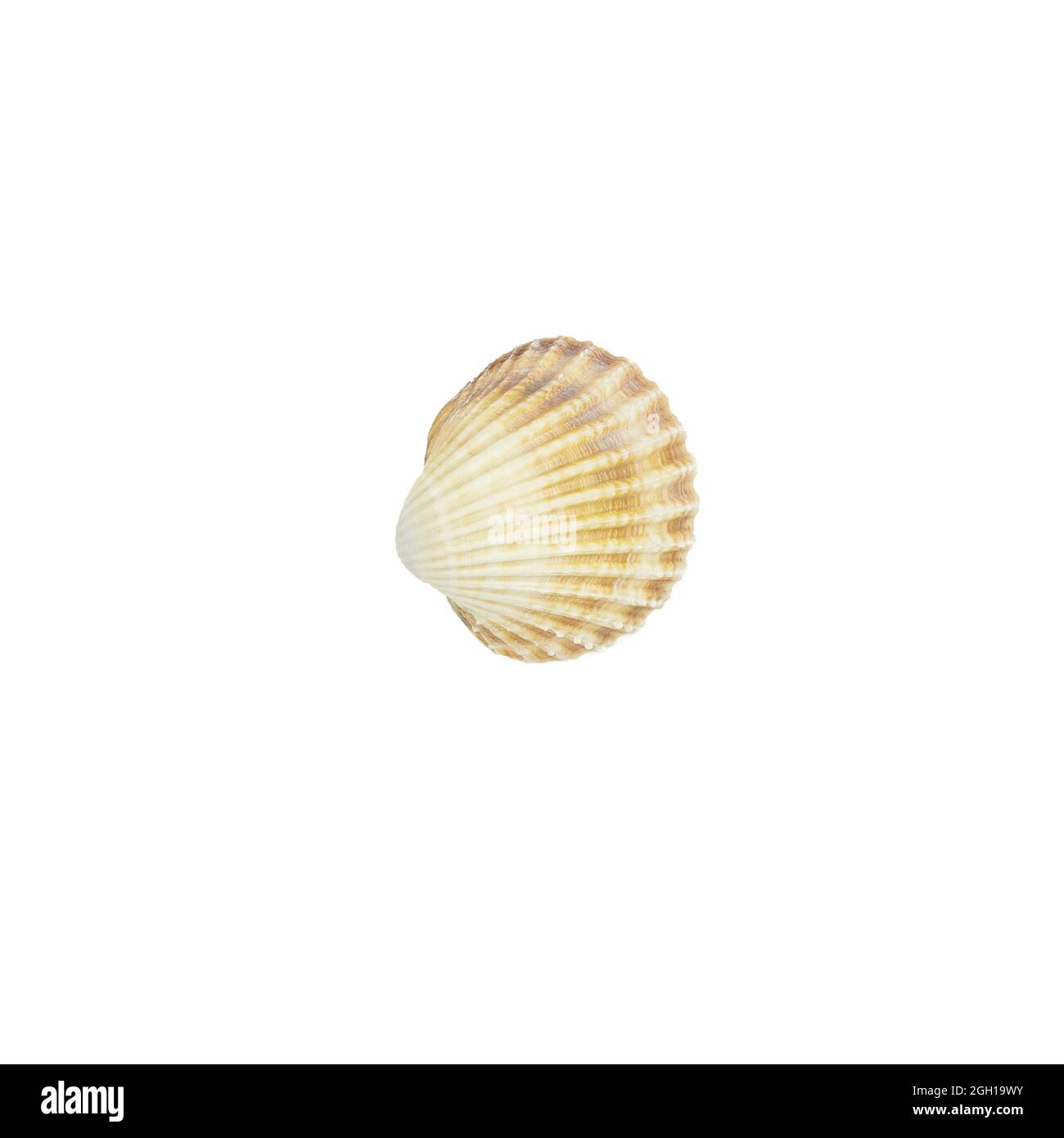 Sea shells isolated on white background. Shell, Seashell or Conch ...