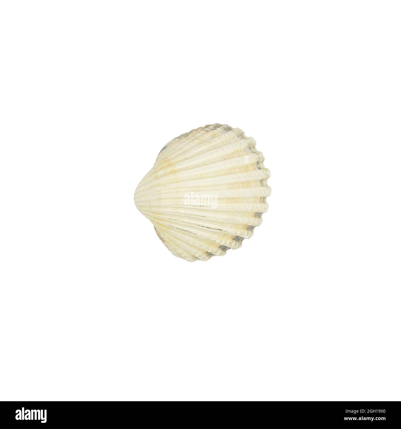 Sea shells isolated on white background. Shell, Seashell or Conch ...