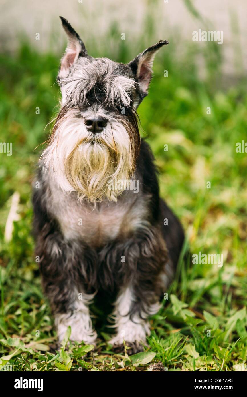 Silver And Black Schnauzer High Resolution Stock Photography and Images ...