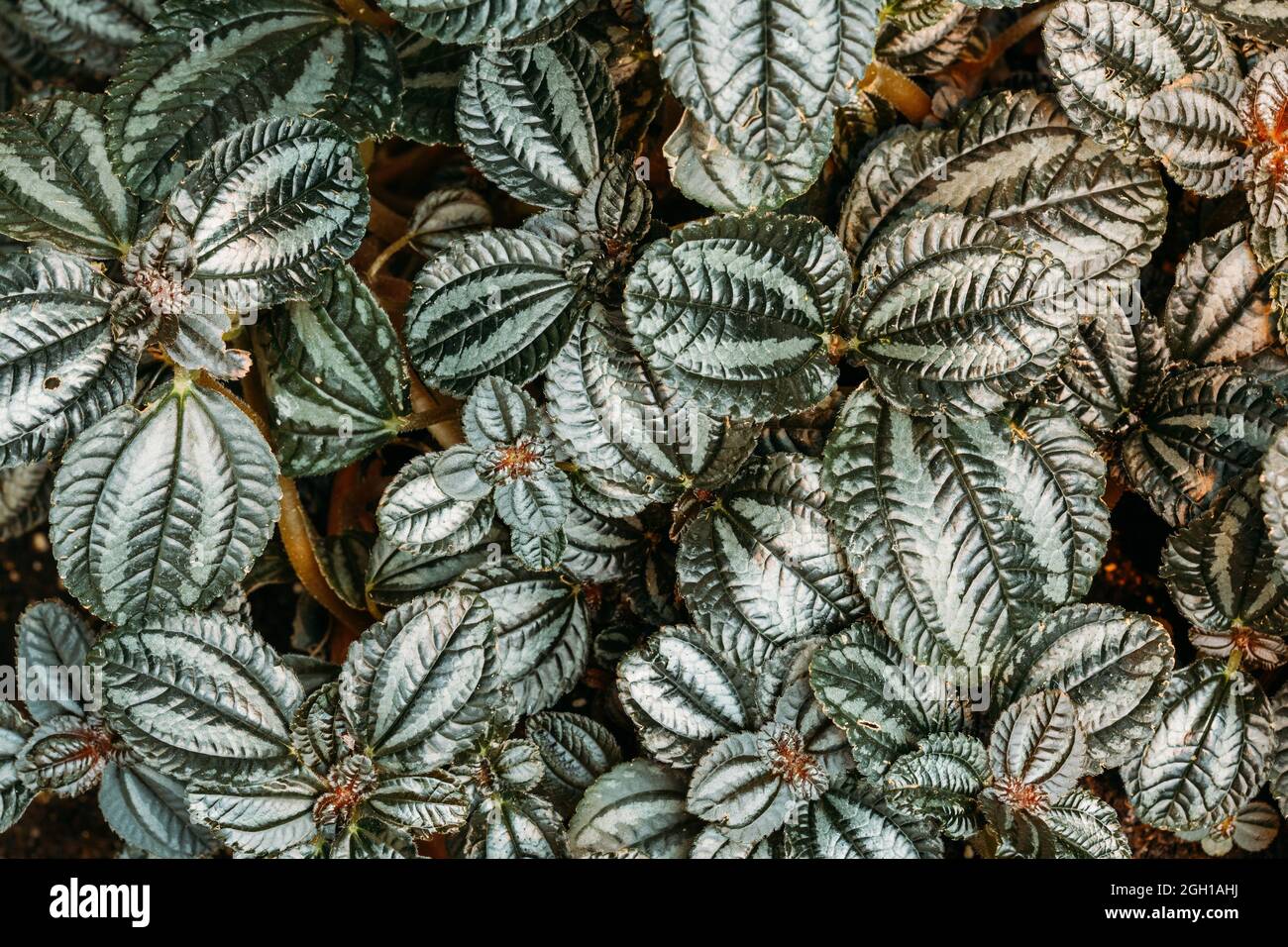 Pilea involucrata norfolk hi-res stock photography and images - Alamy