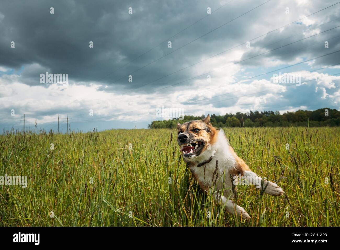 Angry for nature hi-res stock photography and images - Alamy