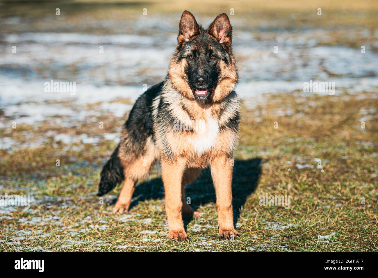 Beautiful Young German Shepherd Alsatian Wolf Dog Posing Outdoor Stock ...