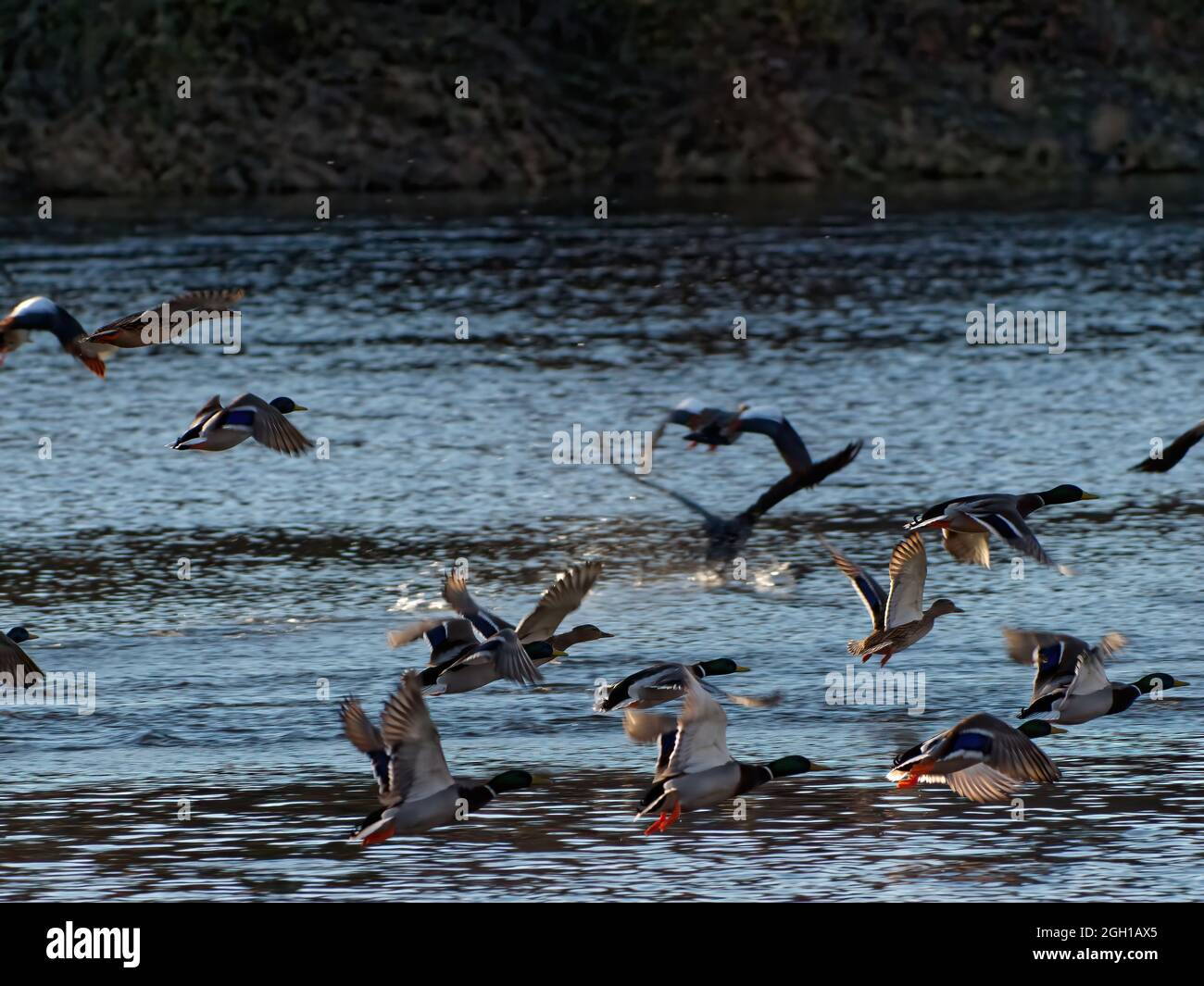 Closeup view of a group of birds swimming over the surface of the water ...