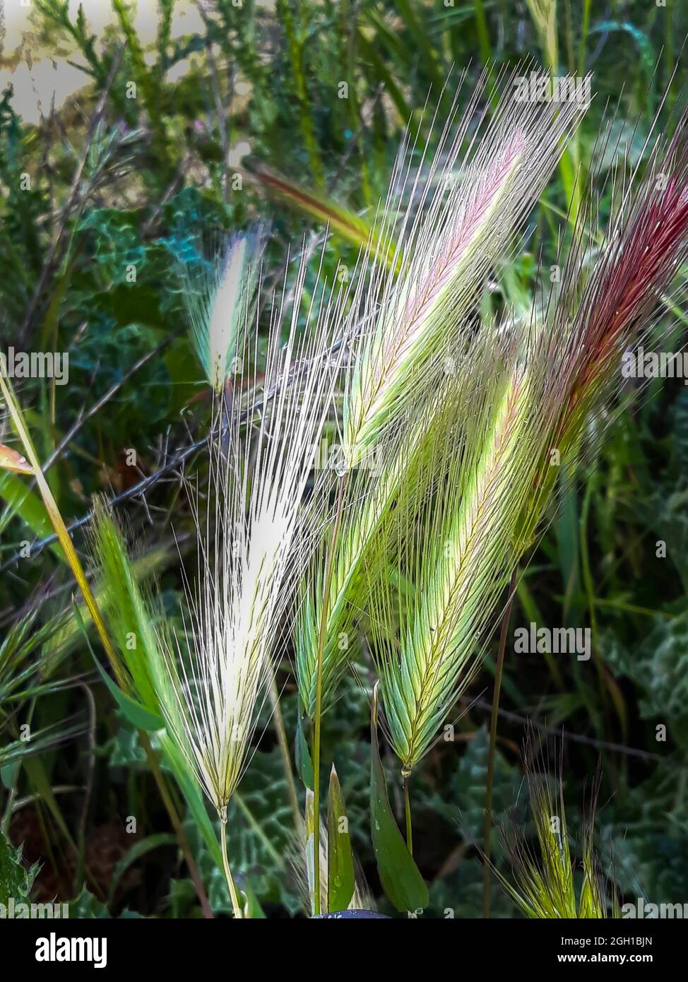 Plant mouse hi-res stock photography and images - Alamy