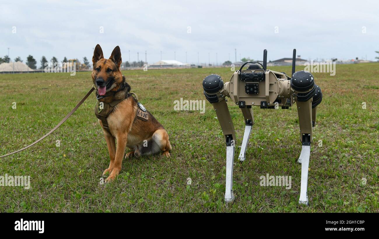 Squadron military working dog hi-res stock photography and images - Alamy