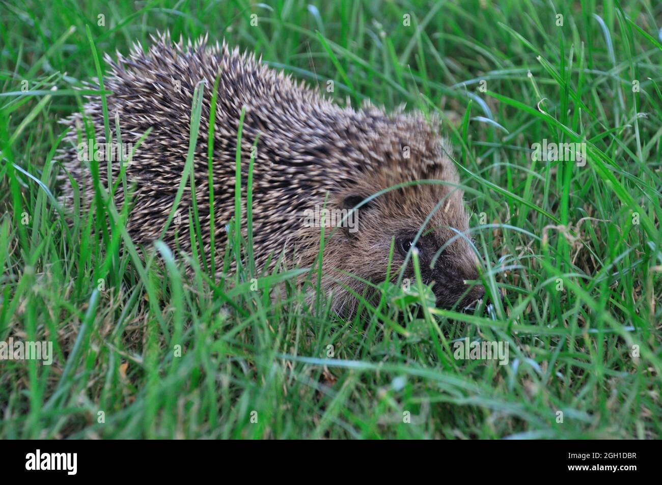 Hedgehog profile hi-res stock photography and images - Alamy