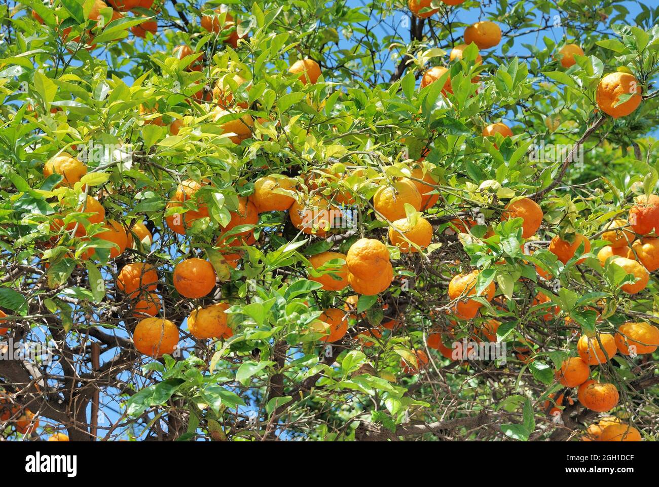 Morocco orange tree hi-res stock photography and images - Alamy