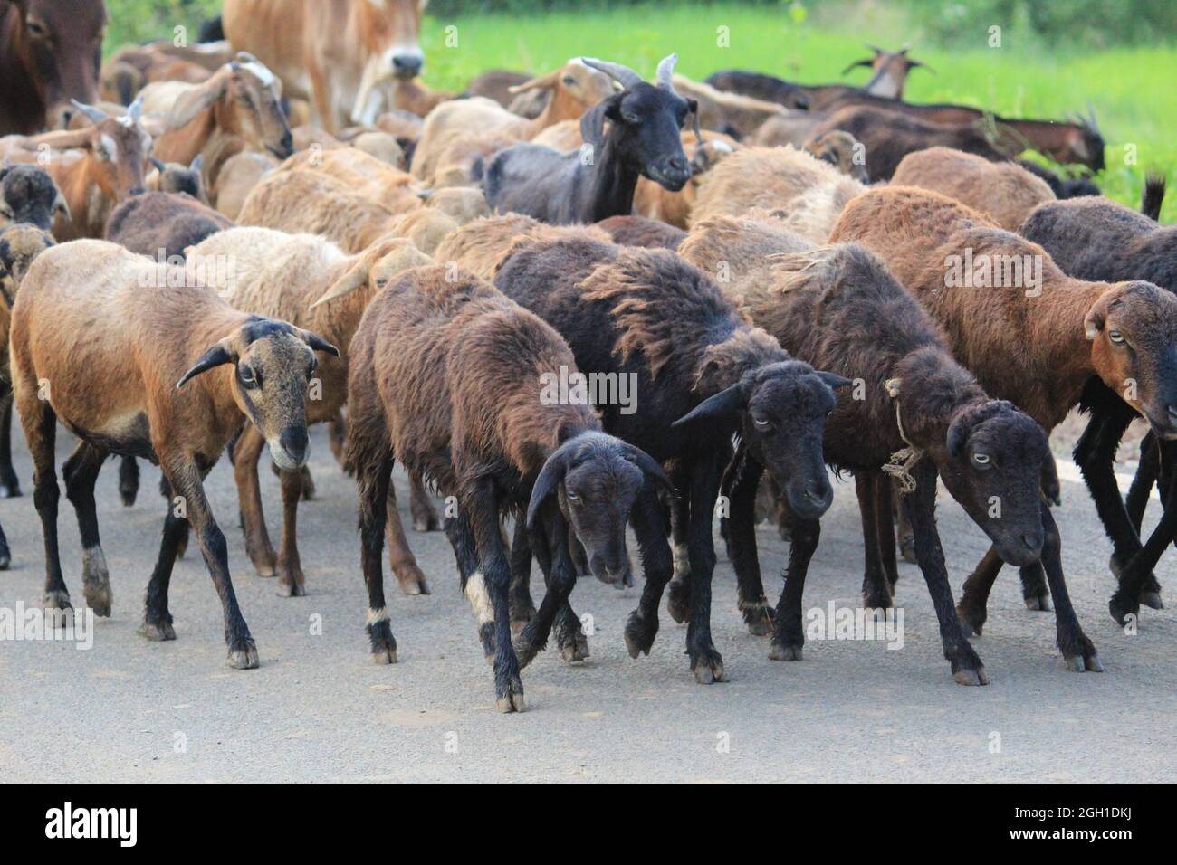 Various animals together hi-res stock photography and images - Alamy