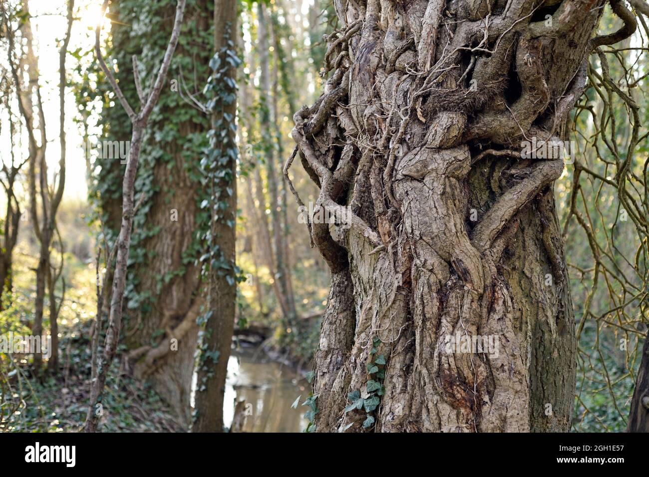 Liane et hi-res stock photography and images - Alamy