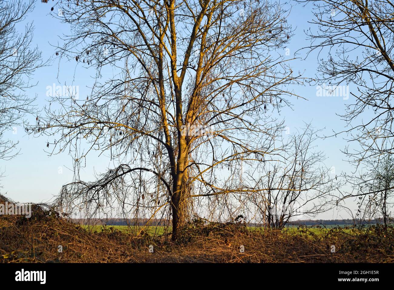 Arbre de frene hi-res stock photography and images - Alamy
