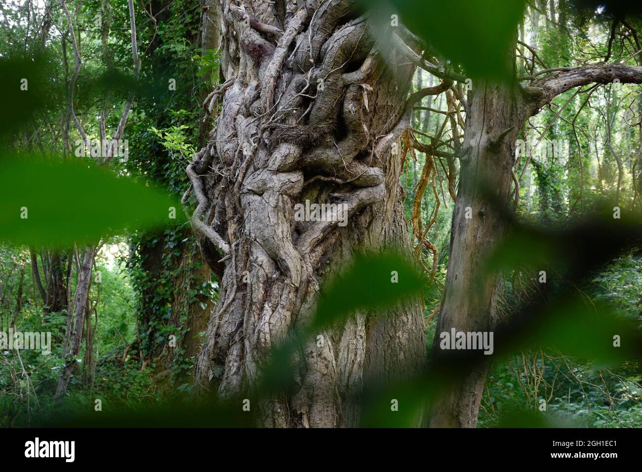 Plante de la jungle hi-res stock photography and images - Alamy