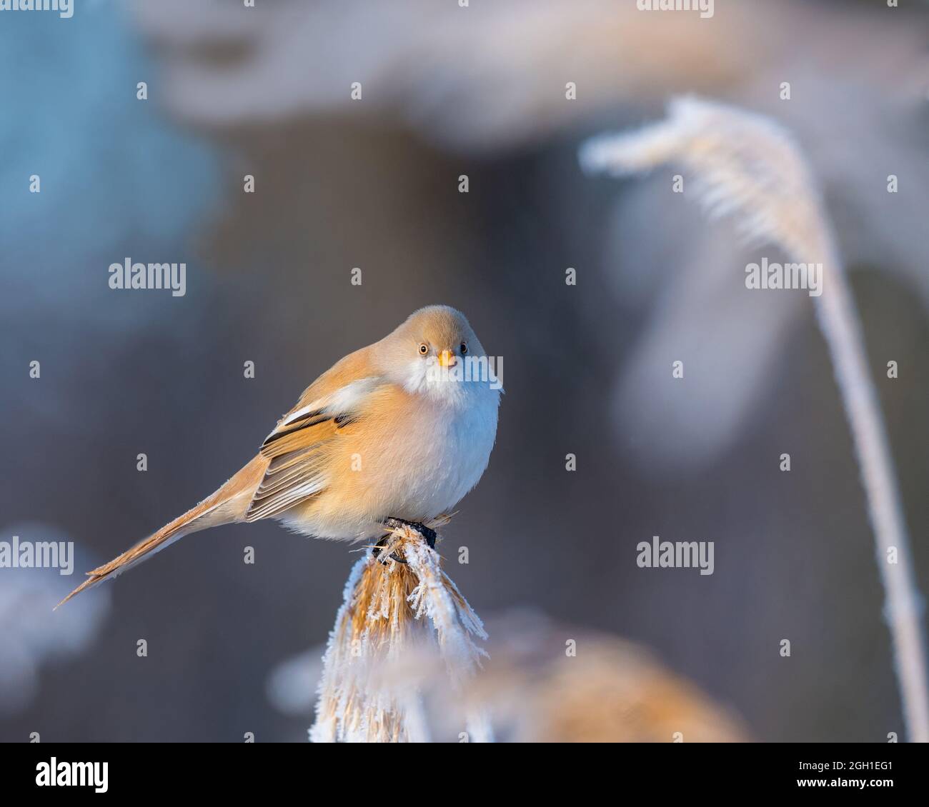 Bearded panurus biarmicus hi-res stock photography and images - Alamy