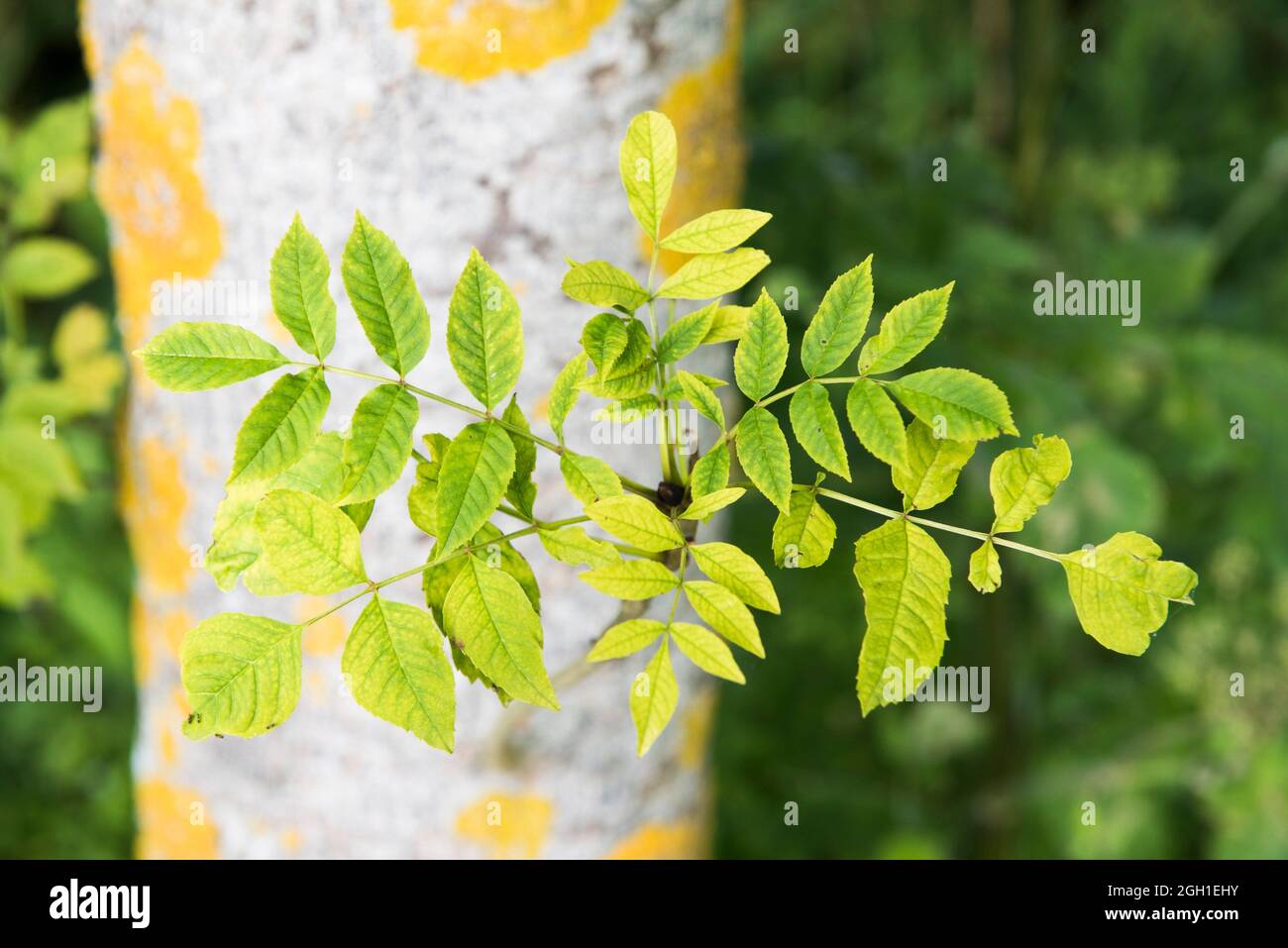 Jean frene hi-res stock photography and images - Alamy