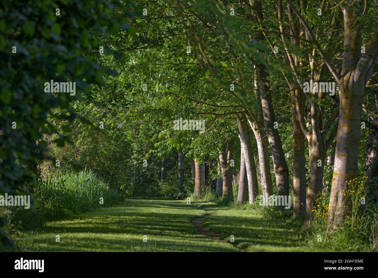 Chandelles hi-res stock photography and images - Alamy