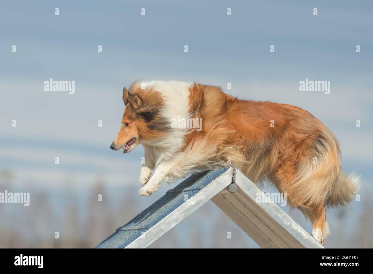 Collie jumping in an agility competition Stock Photo - Alamy