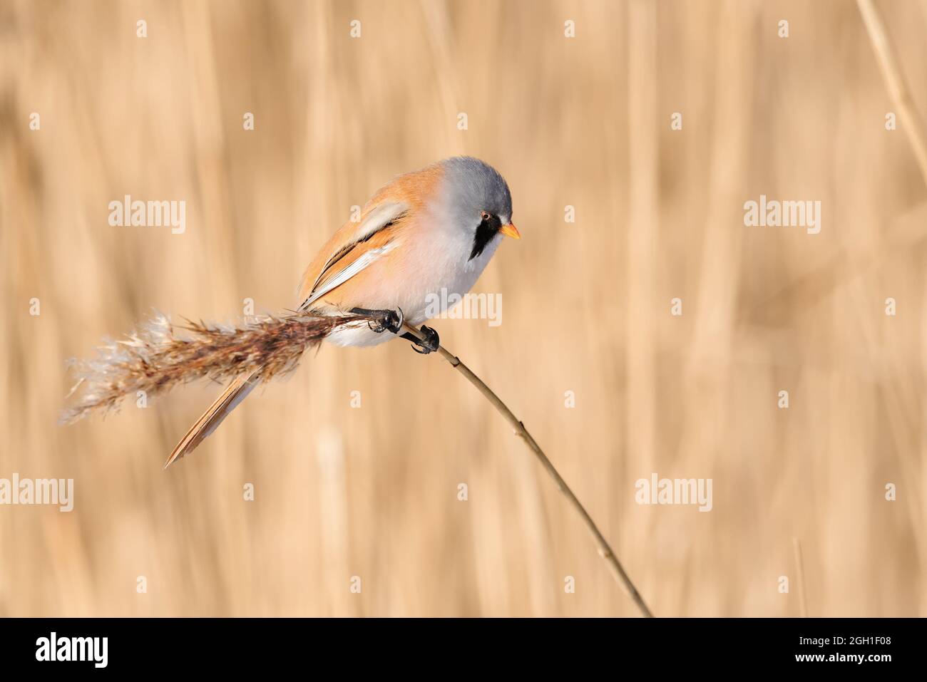 Male panurus biarmicus hi-res stock photography and images - Alamy