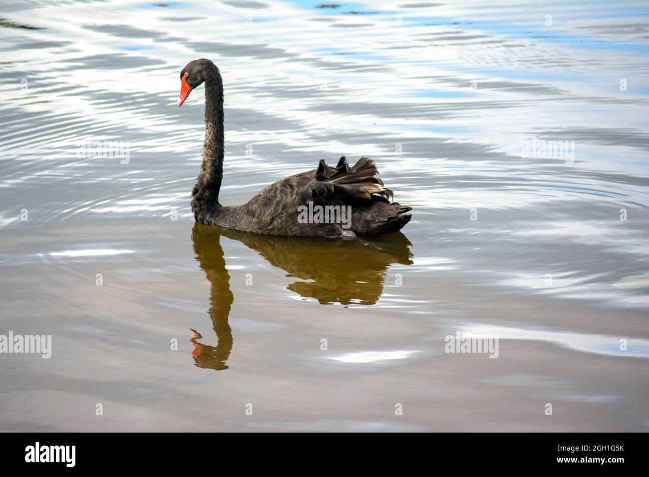 Animal bird swan birds feet hi-res stock photography and images - Alamy