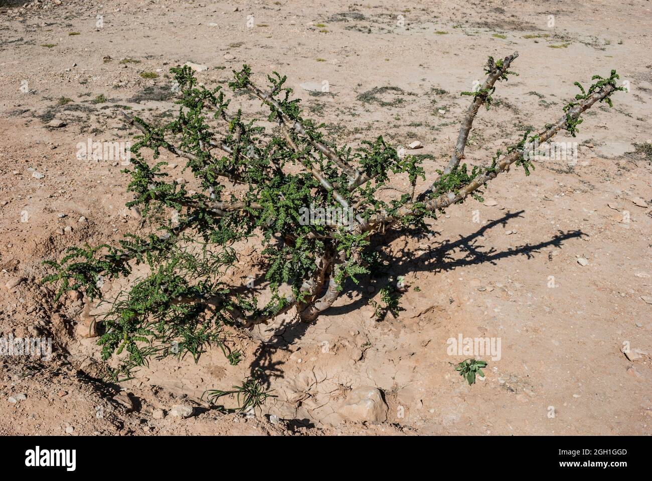 Olibanum tree hi-res stock photography and images - Alamy