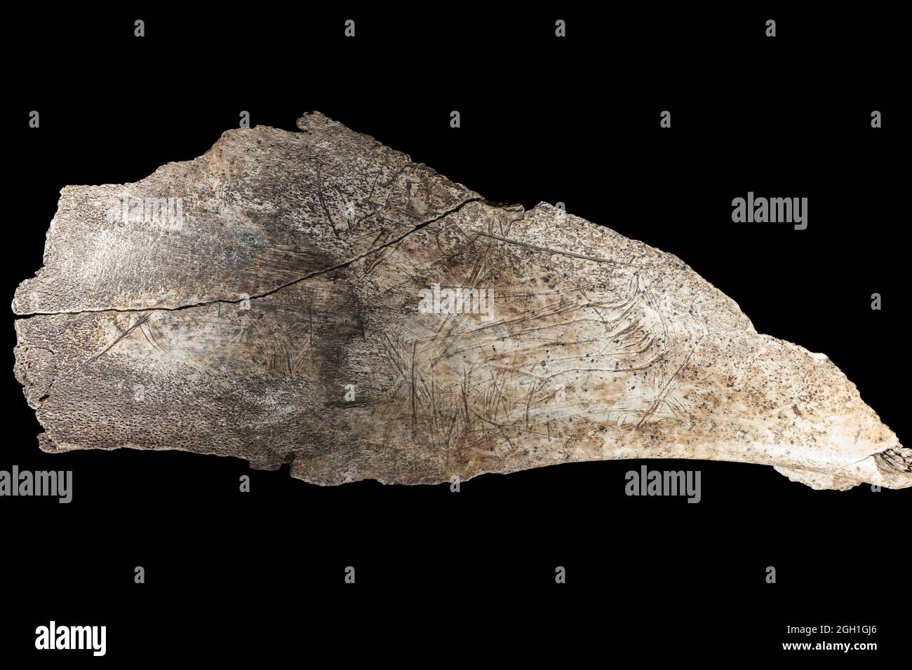 Scapula Animal High Resolution Stock Photography and Images - Alamy