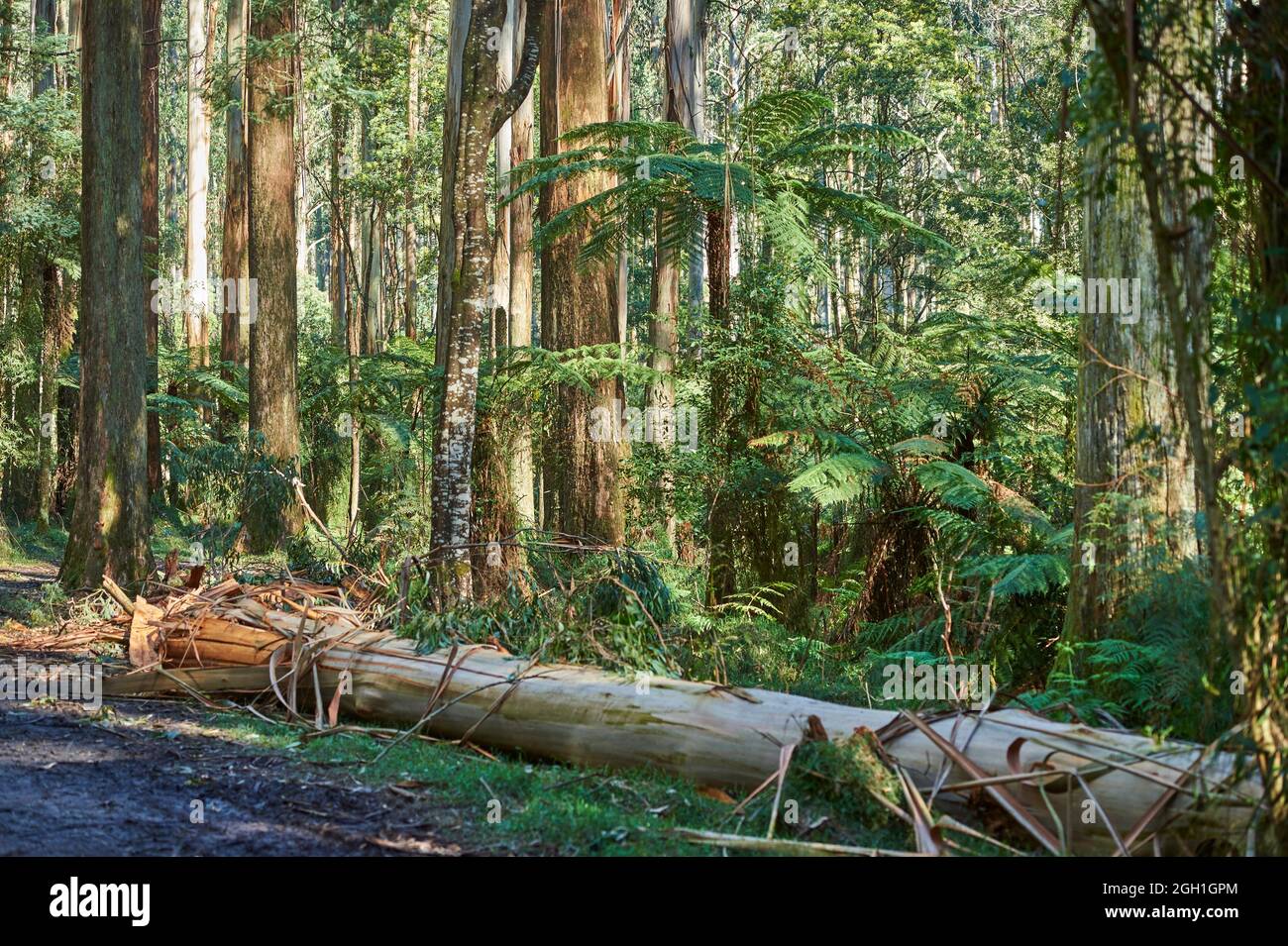 Dandenong ranges hi-res stock photography and images - Alamy