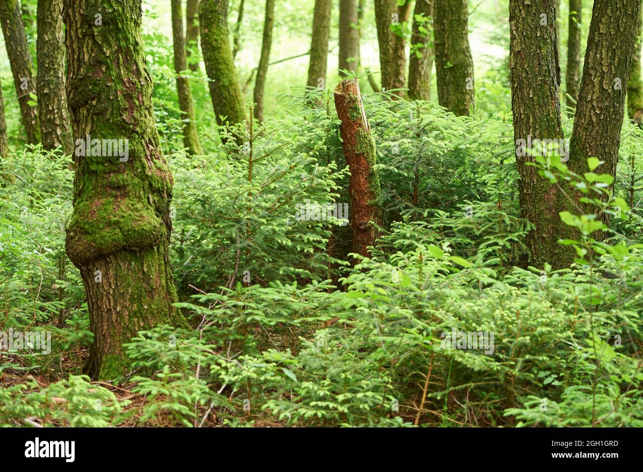 Spruce tree landscape hi-res stock photography and images - Alamy