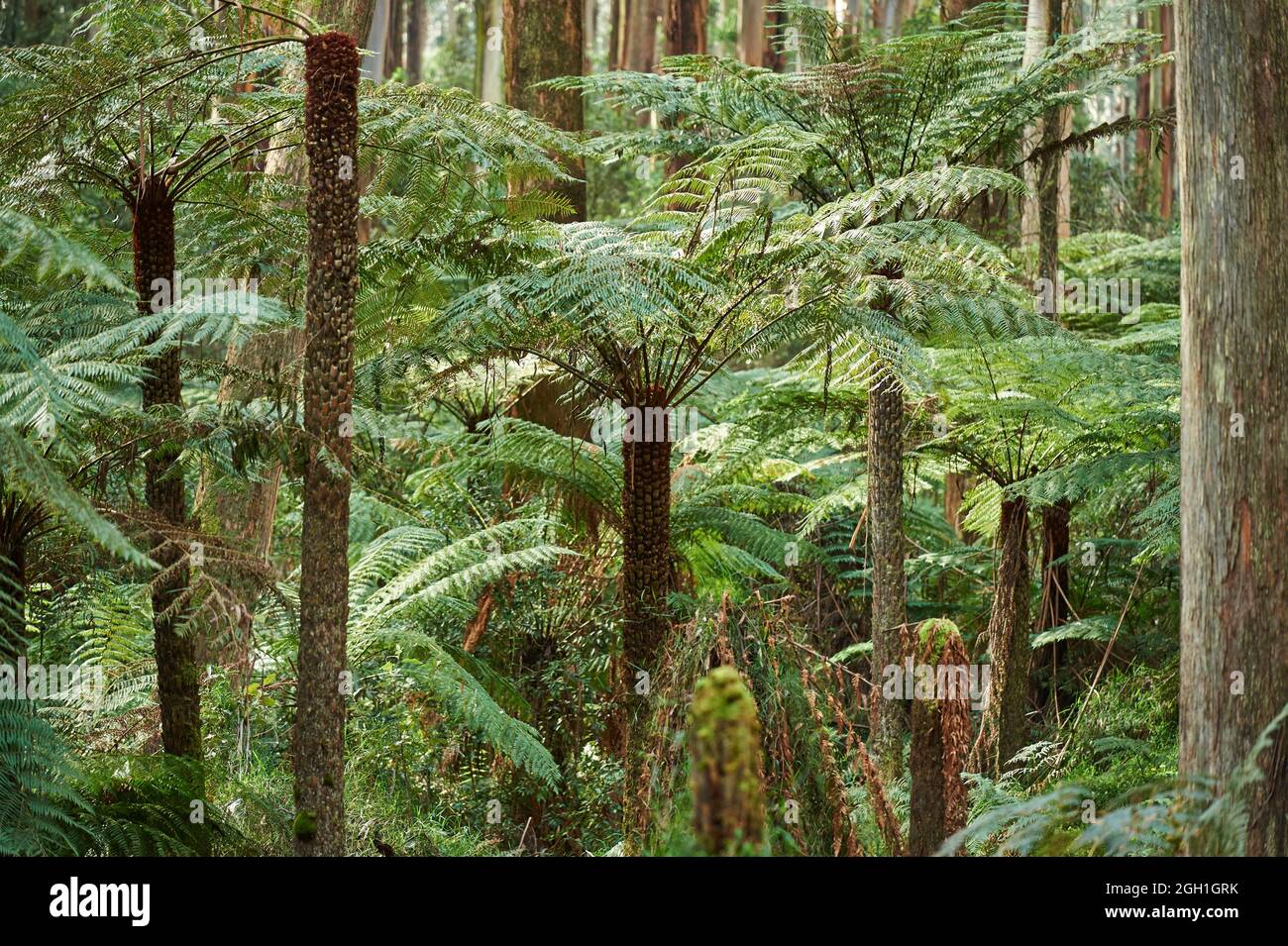 Dandenong Ranges High Resolution Stock Photography and Images - Alamy