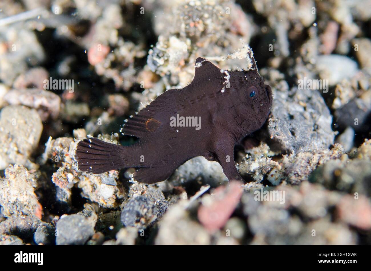 Deepwater frogfish hi-res stock photography and images - Alamy