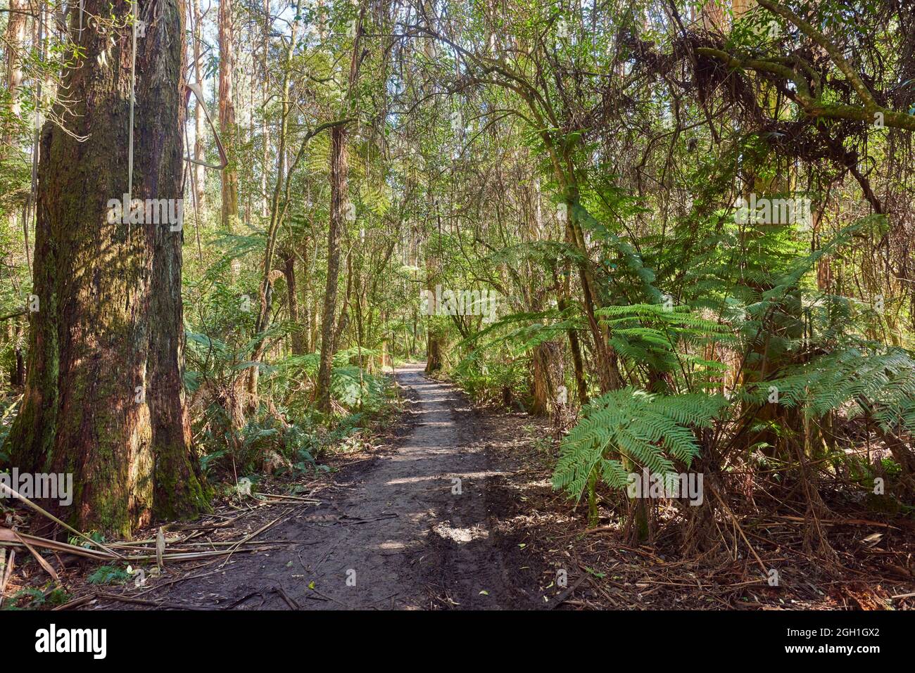 Dandenong ranges hi-res stock photography and images - Alamy