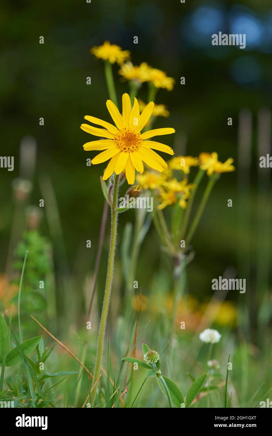 Arnica montana arnica montana hi-res stock photography and images - Alamy