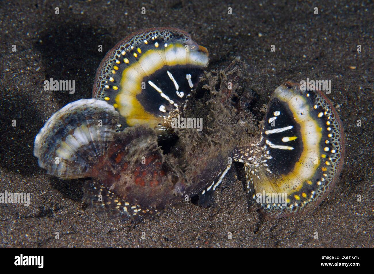 Spiny devil fish hi-res stock photography and images - Alamy